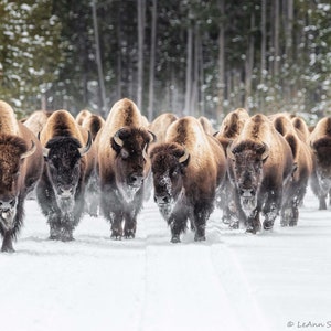 American Buffalo in Snow Original Canvas Art Bison Canvas Print Bison ...