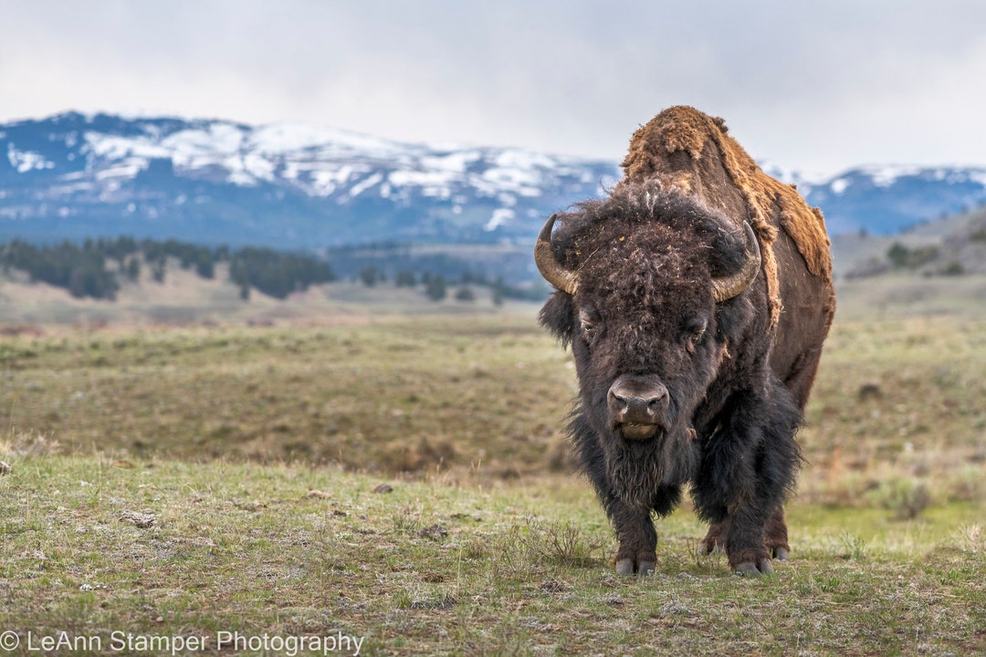 American Buffalo Yellowstone Print, Buffalo Wall Art Poster, Bison ...