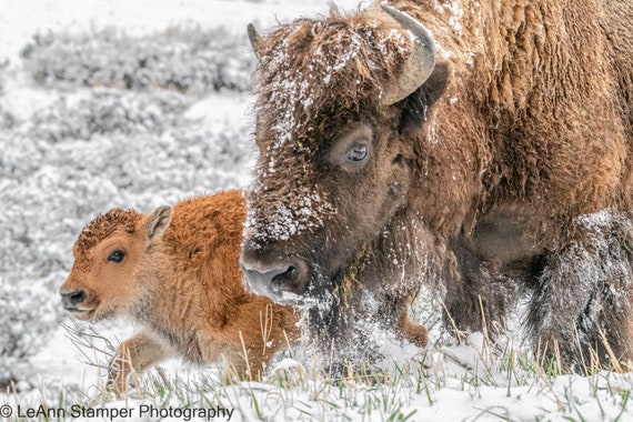 Baby American Bison
