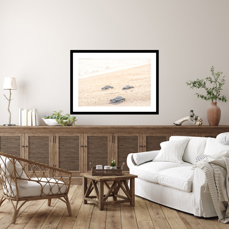 Baby Sea Turtle Print Olive Ridley Animal Babies Nursery Art - Etsy