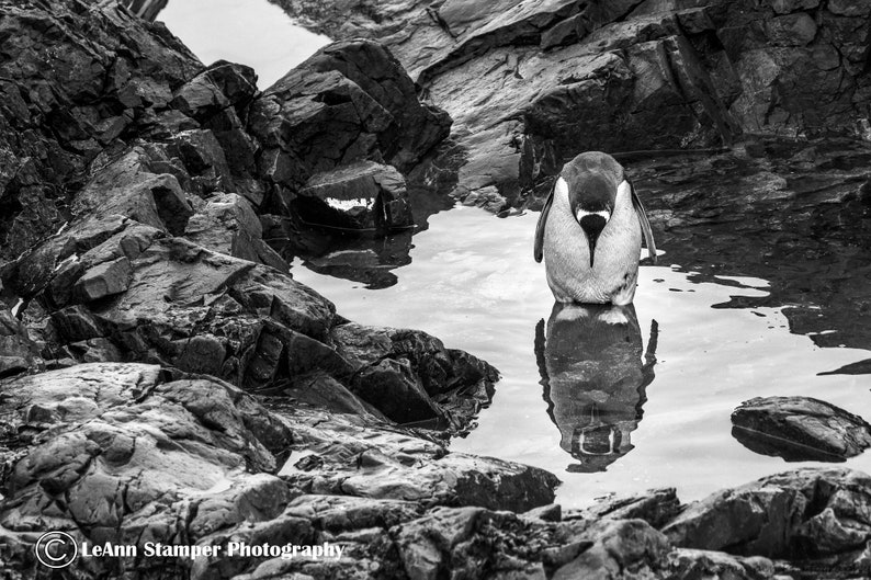 Gentoo Penguin Print Antarctica Art Fine Art Black & White - Etsy