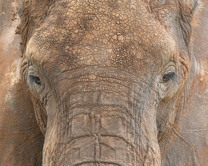 African Elephant Close up Face Fine Art Photography Canvas | Etsy