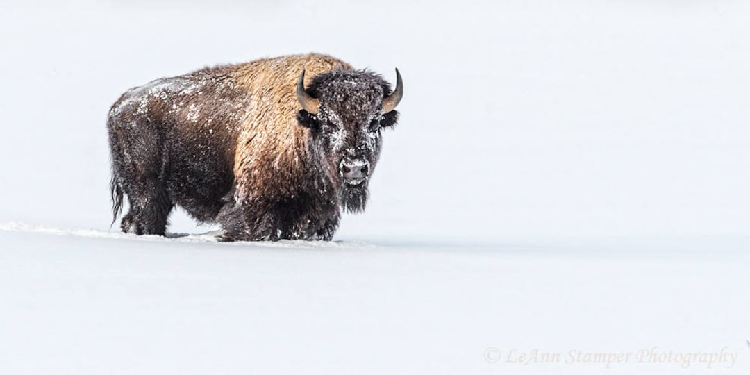 American Buffalo in Snow Original Canvas Art Bison Canvas Print Bison ...