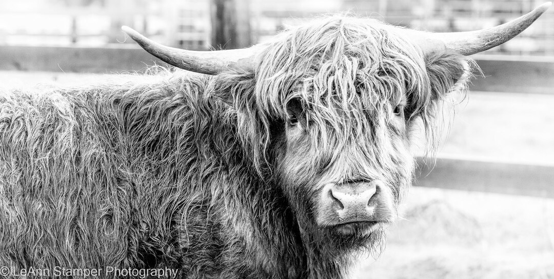 Scottish Highland Cattle Hairy Bangs Cow Print Black and White Fine Art ...