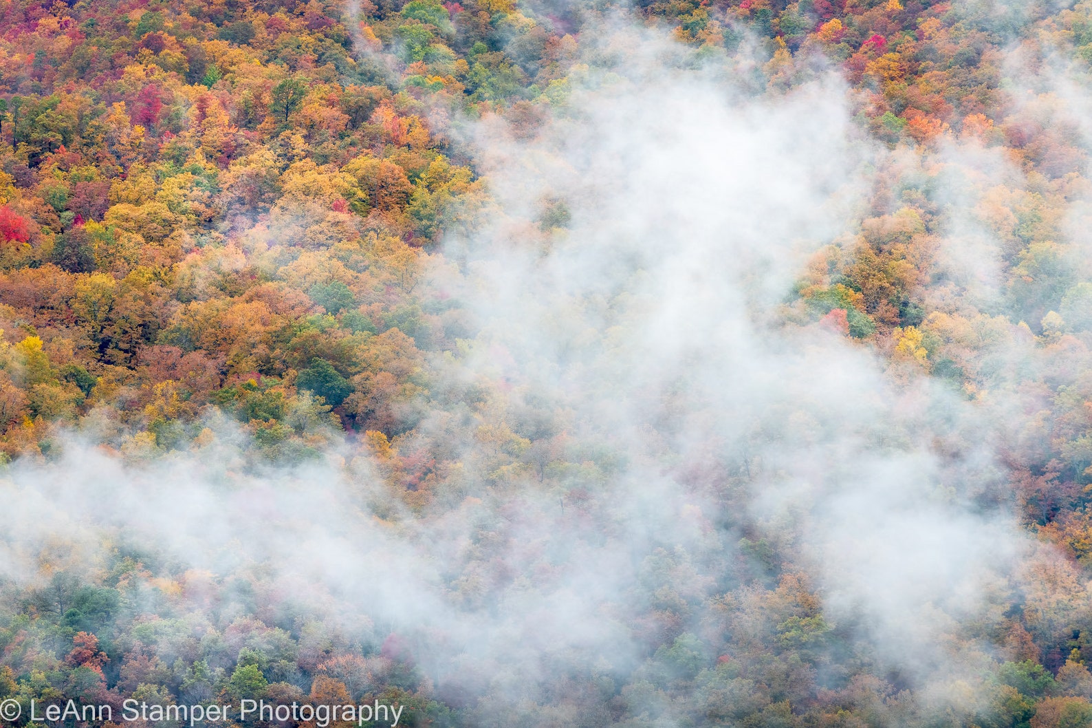 Smoky Mountains Fall Leaves With Fog Abstract Print National | Etsy