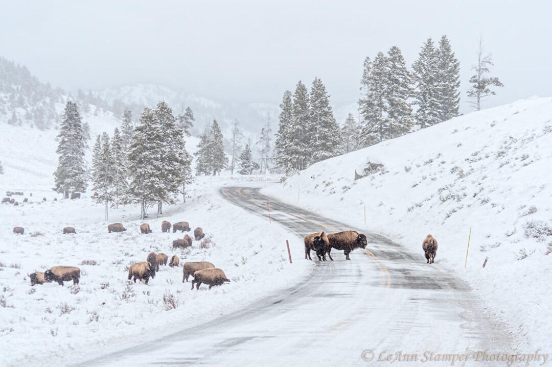 American Buffalo in Snow Original Canvas Art Bison Canvas Print Bison ...