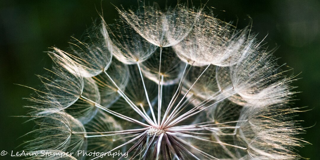 Dandelion Fine Art Photography Wrapped Canvas Print Lake Almanor ...