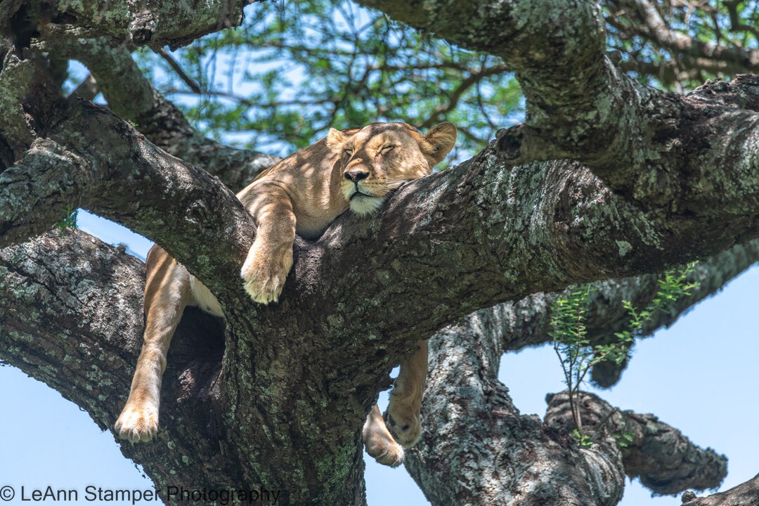 Baby Lion Cub Napping in Tree Print Nursery Decor Animal Safari Art ...
