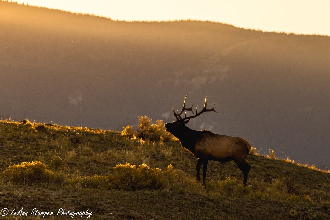 Bugling Elk Rut Print Yellowstone National Park Poster Fall Wildlife ...