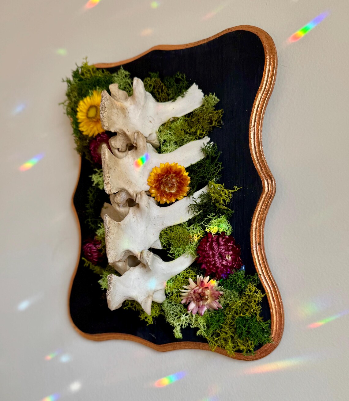 Deer Spine Segment on Wooden Mount With Gold Gilding | Moss, Dried ...