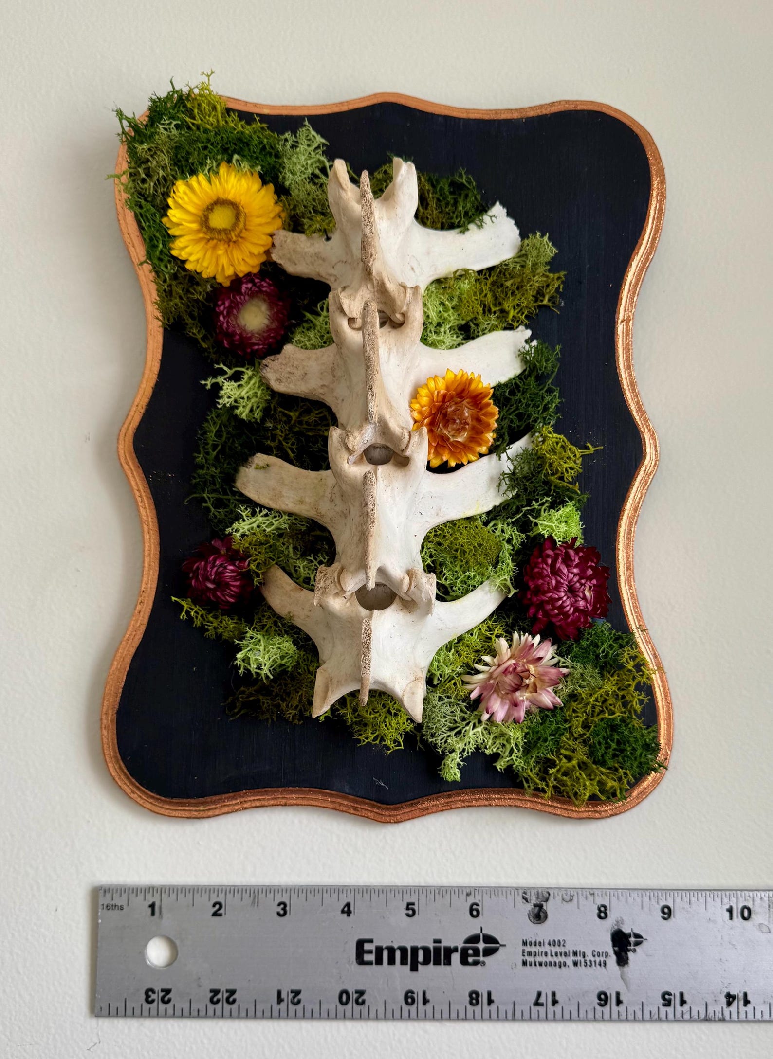 Deer Spine Segment on Wooden Mount With Gold Gilding | Moss, Dried ...