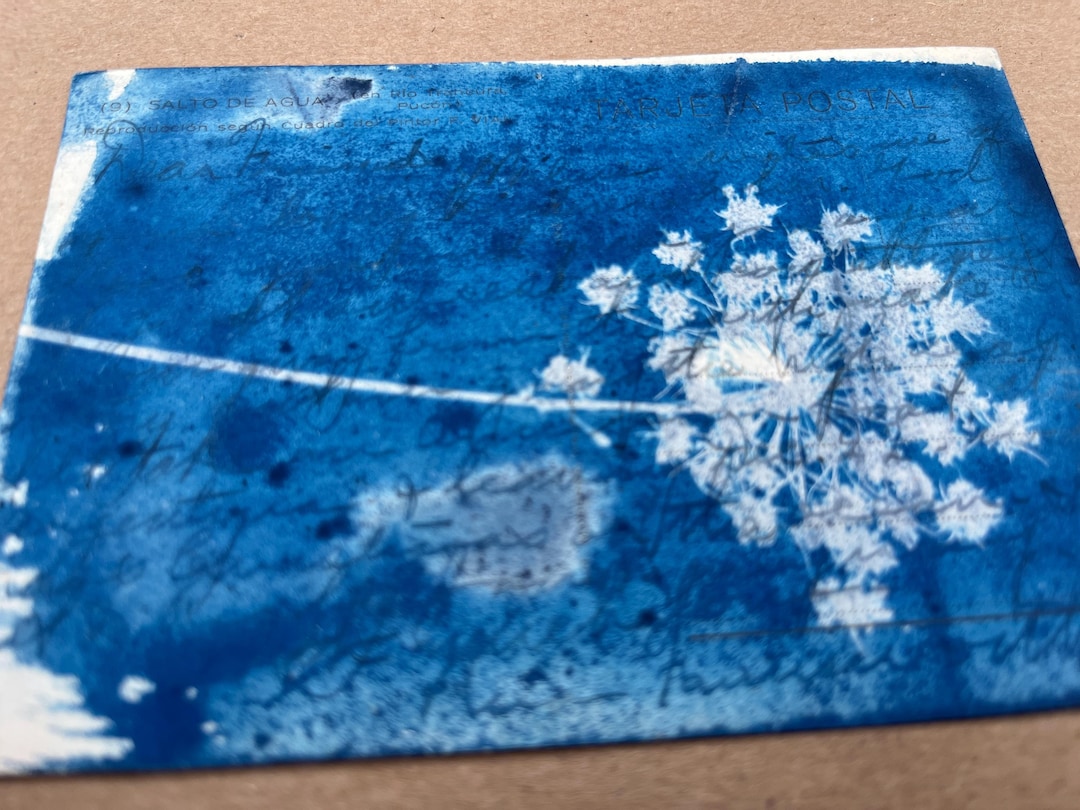 Cyanotype Queen Anne Lace Flower Blue Art Postcard | Cyanotype Print ...