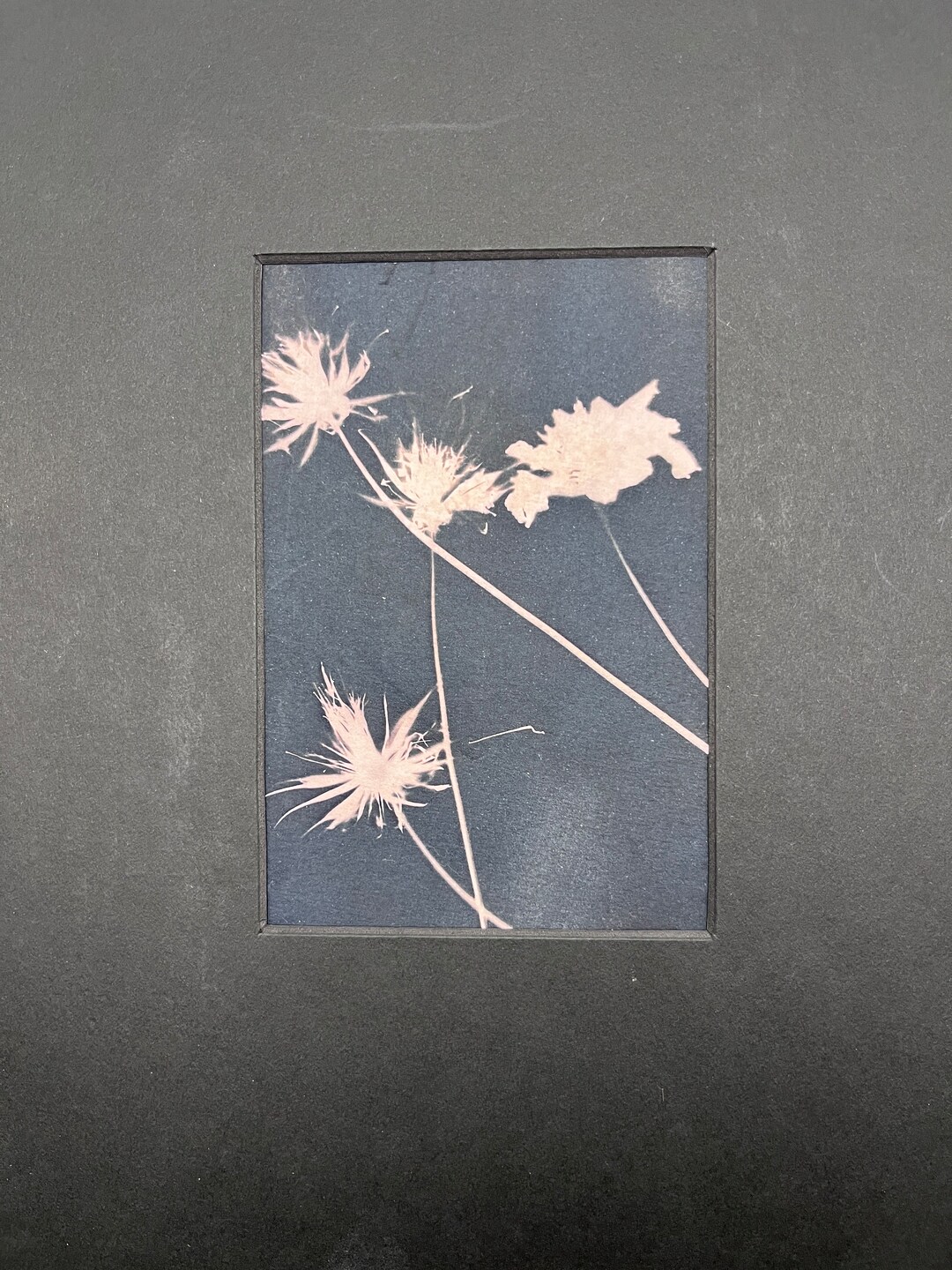 Cyanotype Blue Boho Flower | Queen Annes Lace Flower | Blue Photography ...