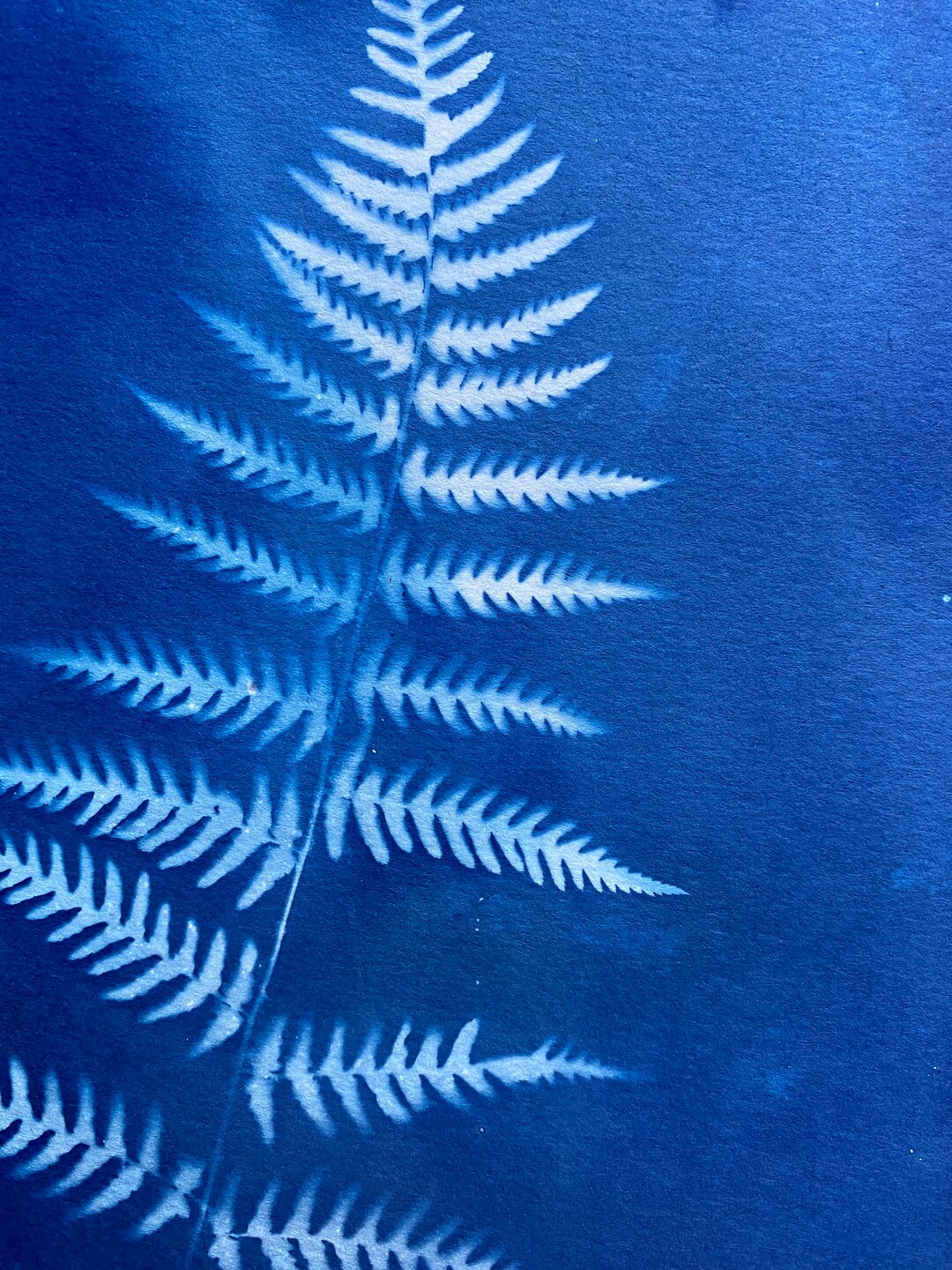 Cyanotype Print Fern Cyan Blue Cyanotype Print Lady Fern Art - Etsy