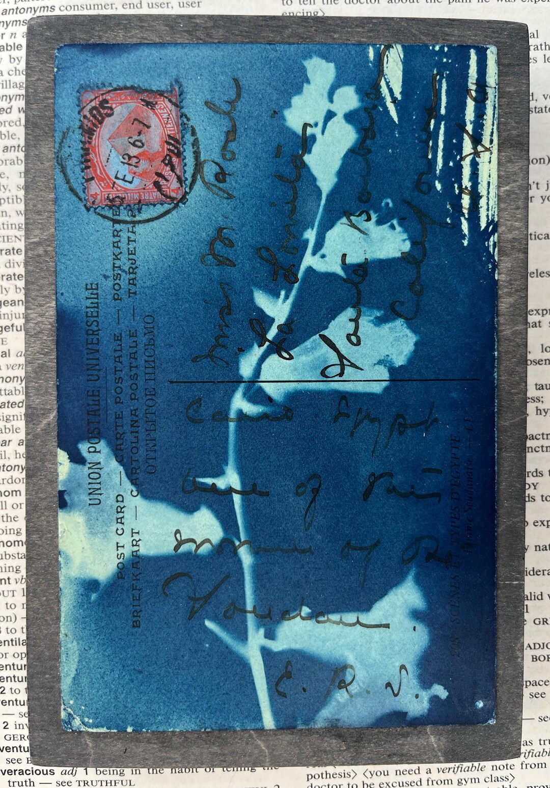 Blue Bell Flower Cyanotype Print | Antique Postcard Art 4x6 - Etsy