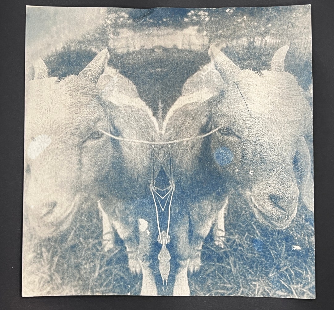 Goat Cyanotype Farm Nature Photograph - Rustic Blue Original Print ...