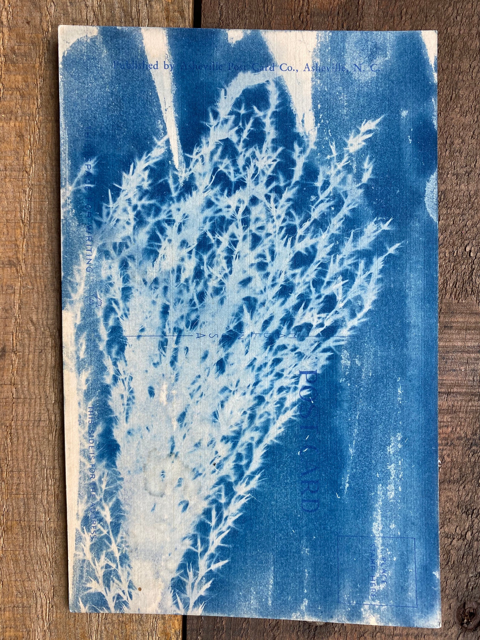 Cyanotypes Blue Postcard - Cyanotype Print - Botanical Dried Tall Grass ...