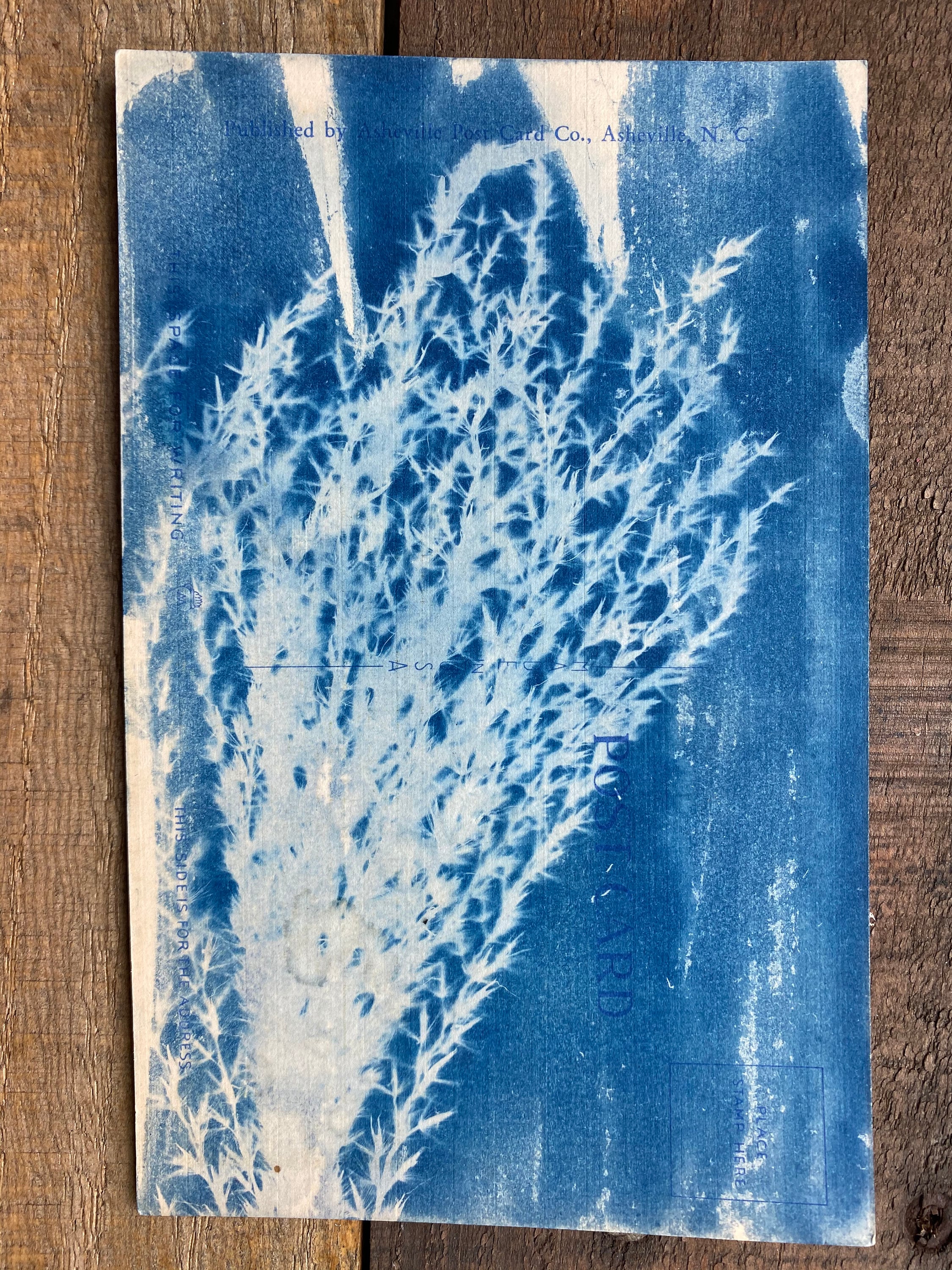 Cyanotypes Blue Postcard - Cyanotype Print - Botanical Dried Tall Grass ...