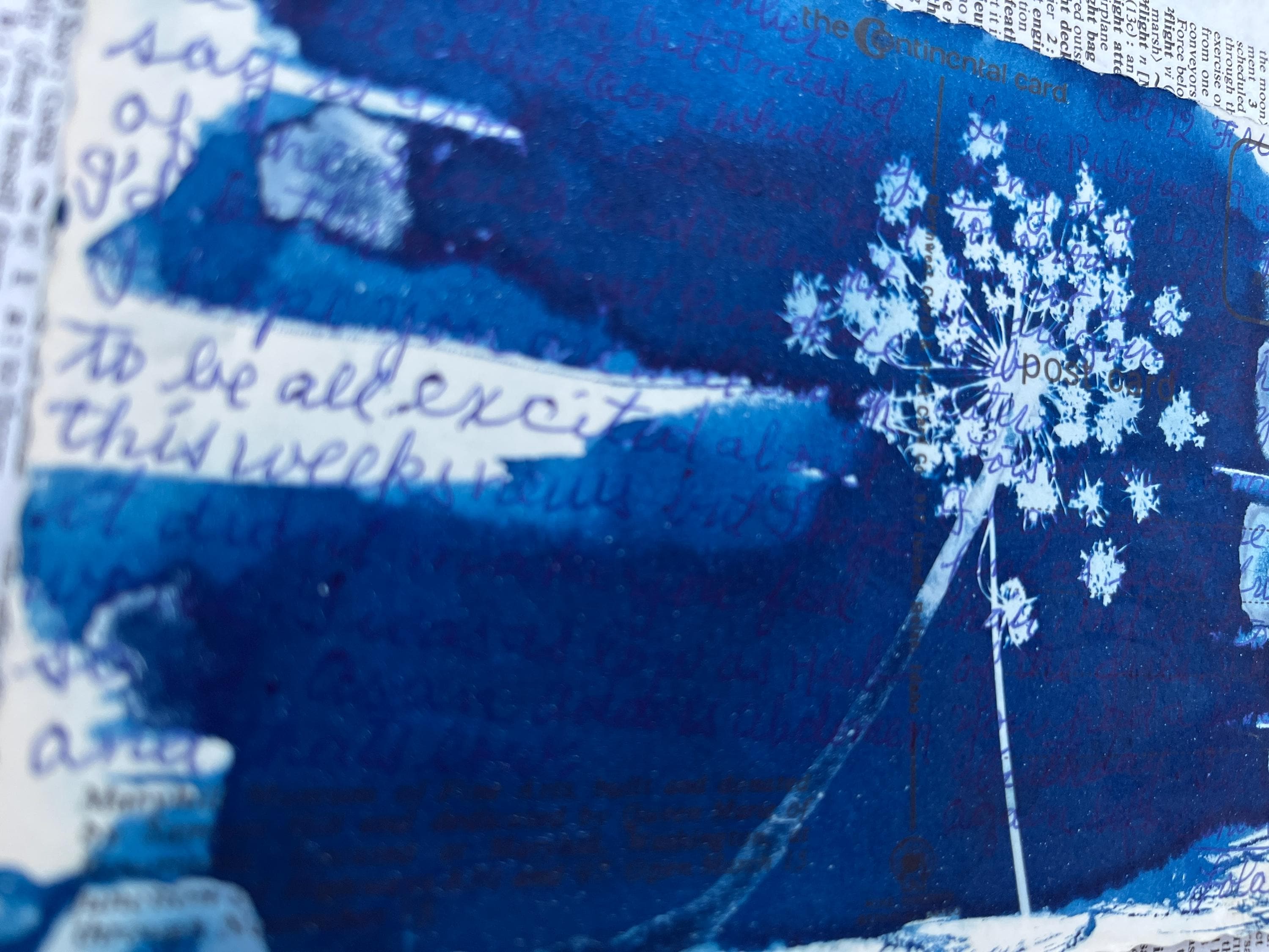 Queen Anne's Lace Cyanotype | Antique Postcard Floral Print (4x6) - Etsy