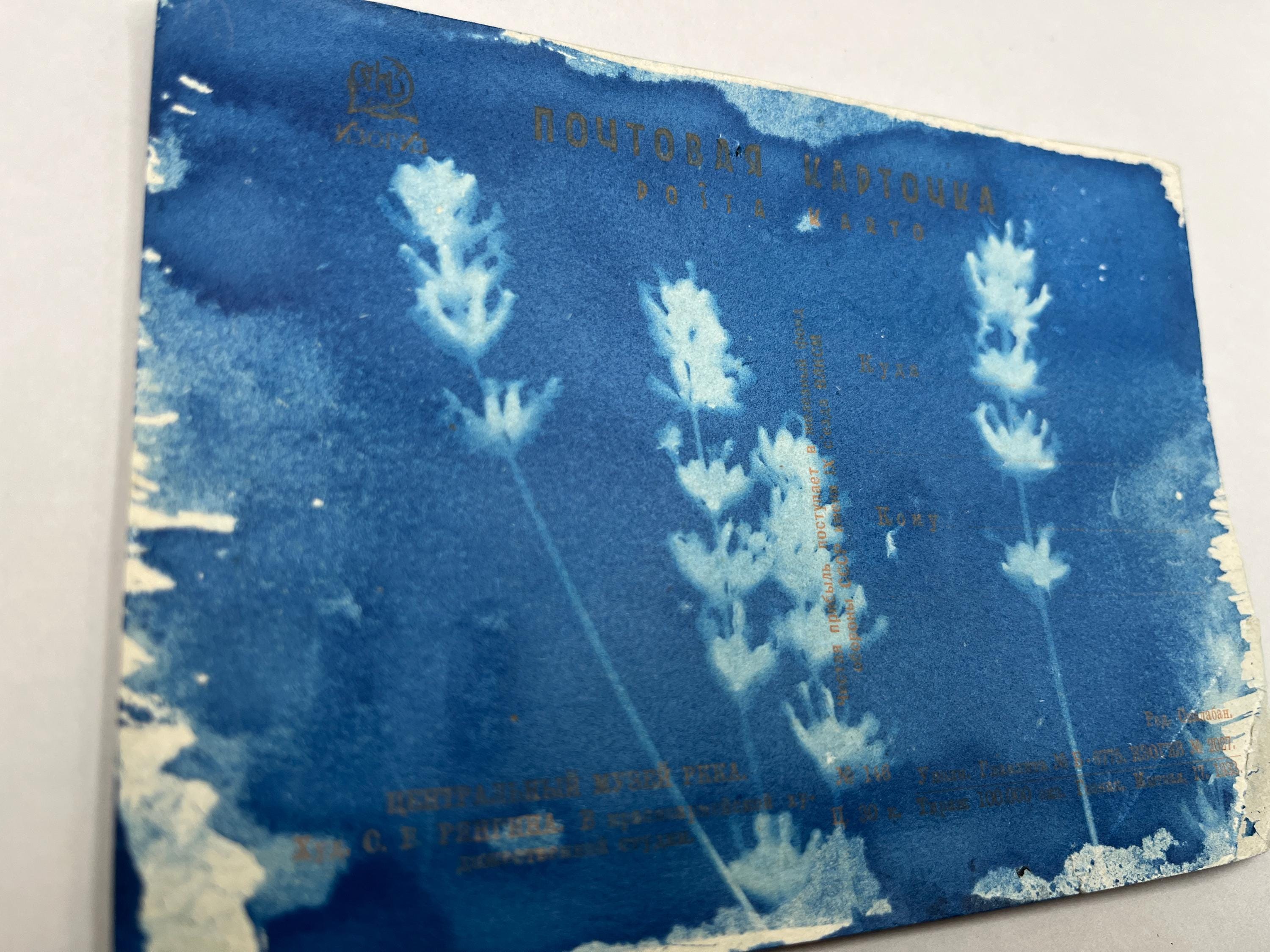 Lavender Wildflower Cyanotype Postcard | Vintage Inspired Botanical ...