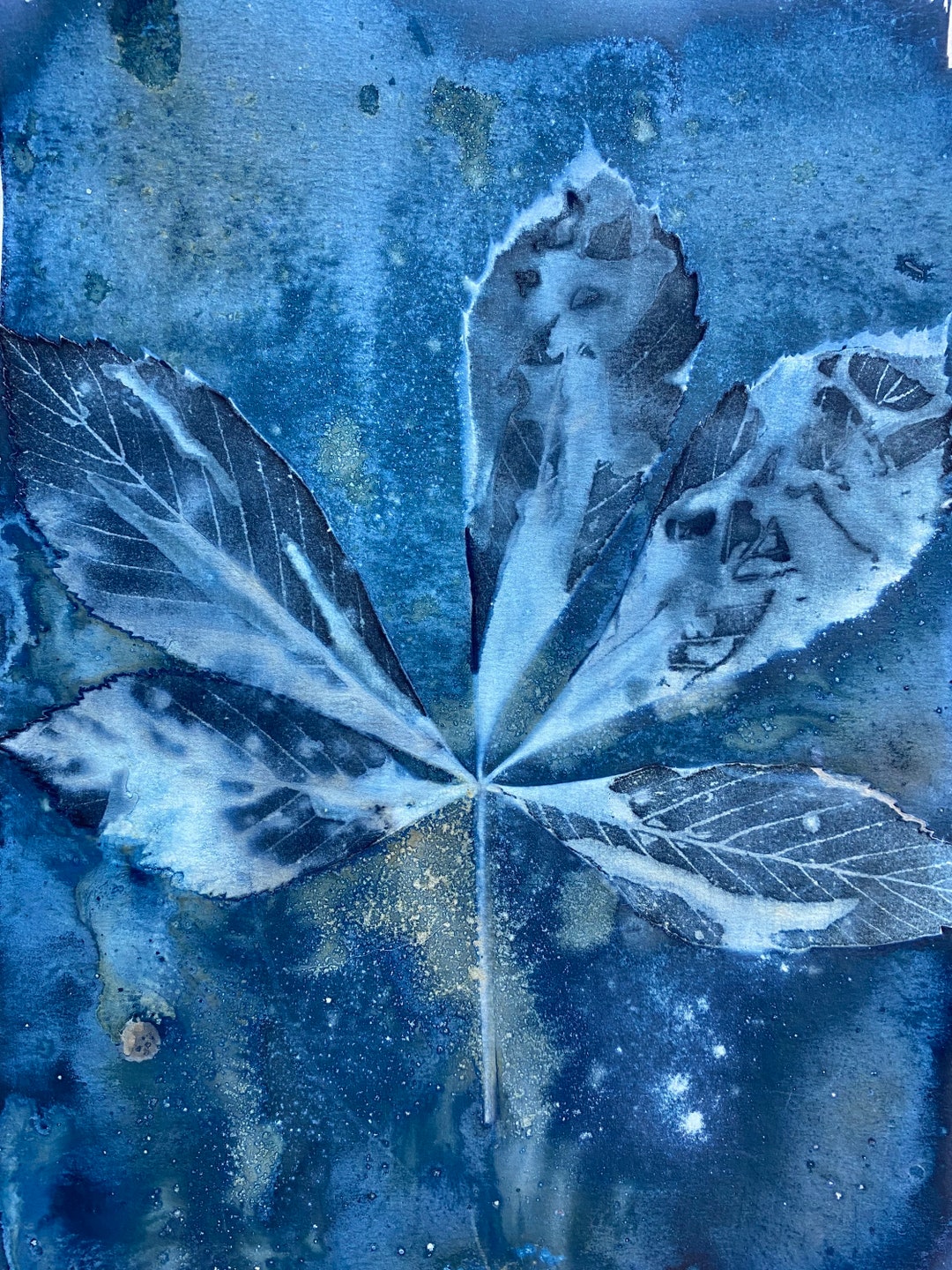 Cyanotype Buckeye Leaf Giclee Print 8x10 | Buckeyes Ohio Blue Print ...