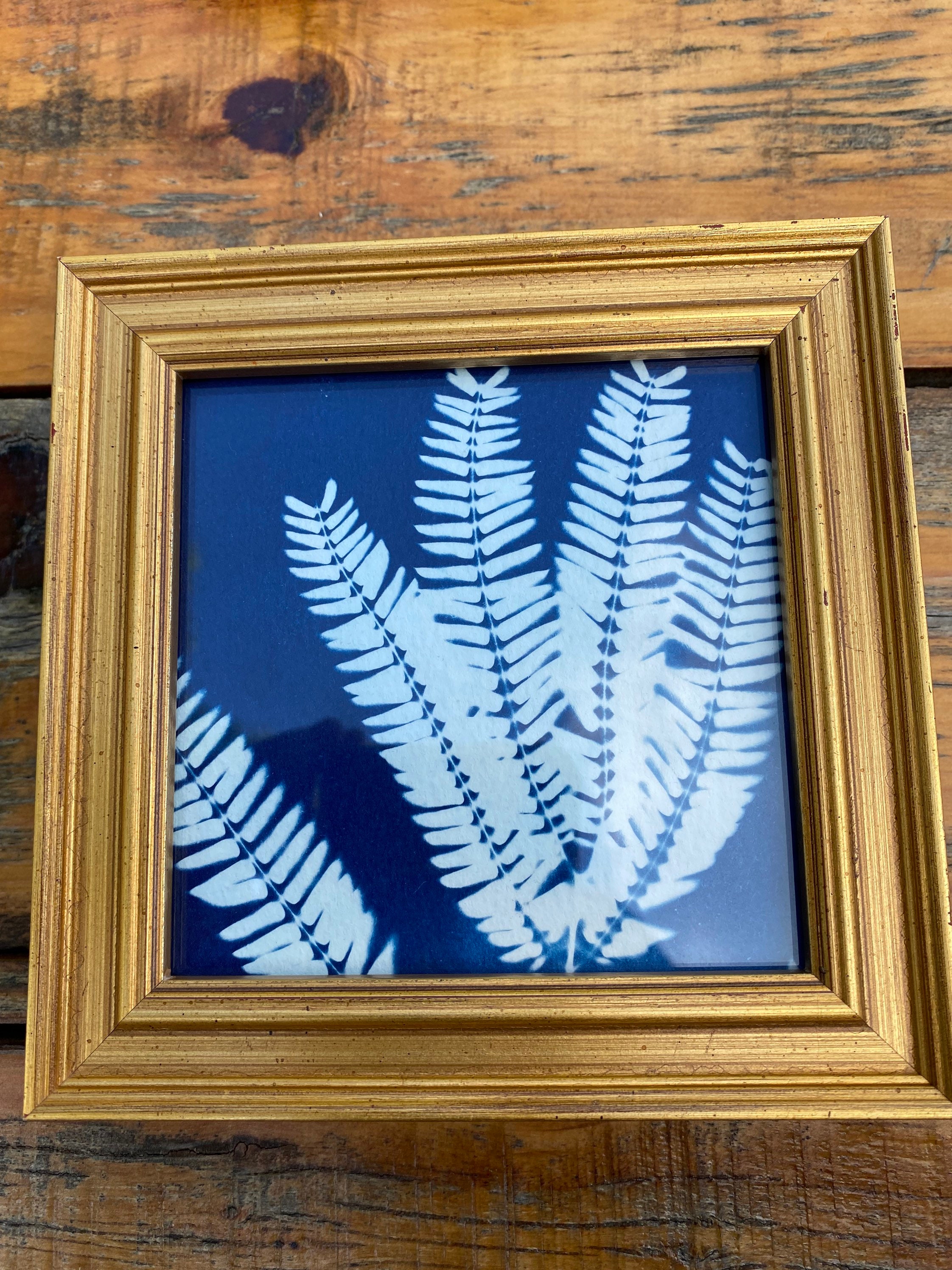 Cyanotype Gold Frame Mimosa Tree Leaves Branch Blue Print Original ...
