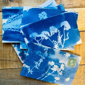 Cyanotype Plant Print on Antique Postcard | Coastal Blue Artwork - Etsy