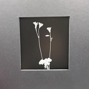 Petite Wild Flower Photogram Silhouette Flowers | Original Photograph ...