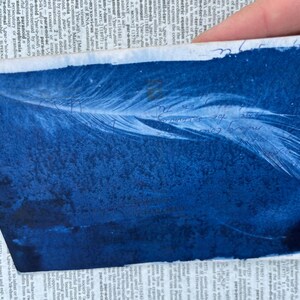 Blue Feather Small Art Cyanotypes Blue Postcard | Cyanotype Print ...