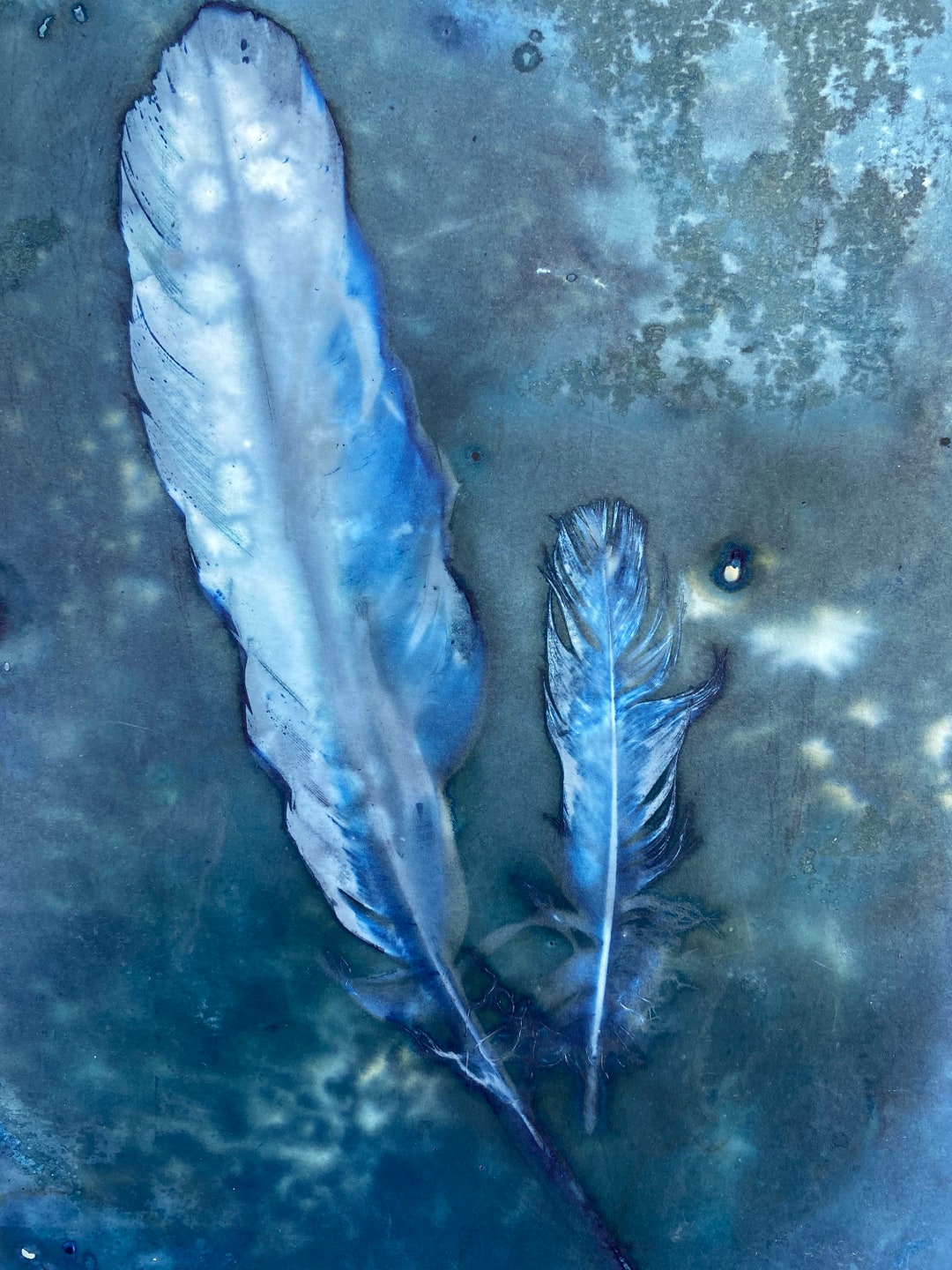 Cyanotype Photograph - Feathers Big Small Blue Print on Watercolor ...