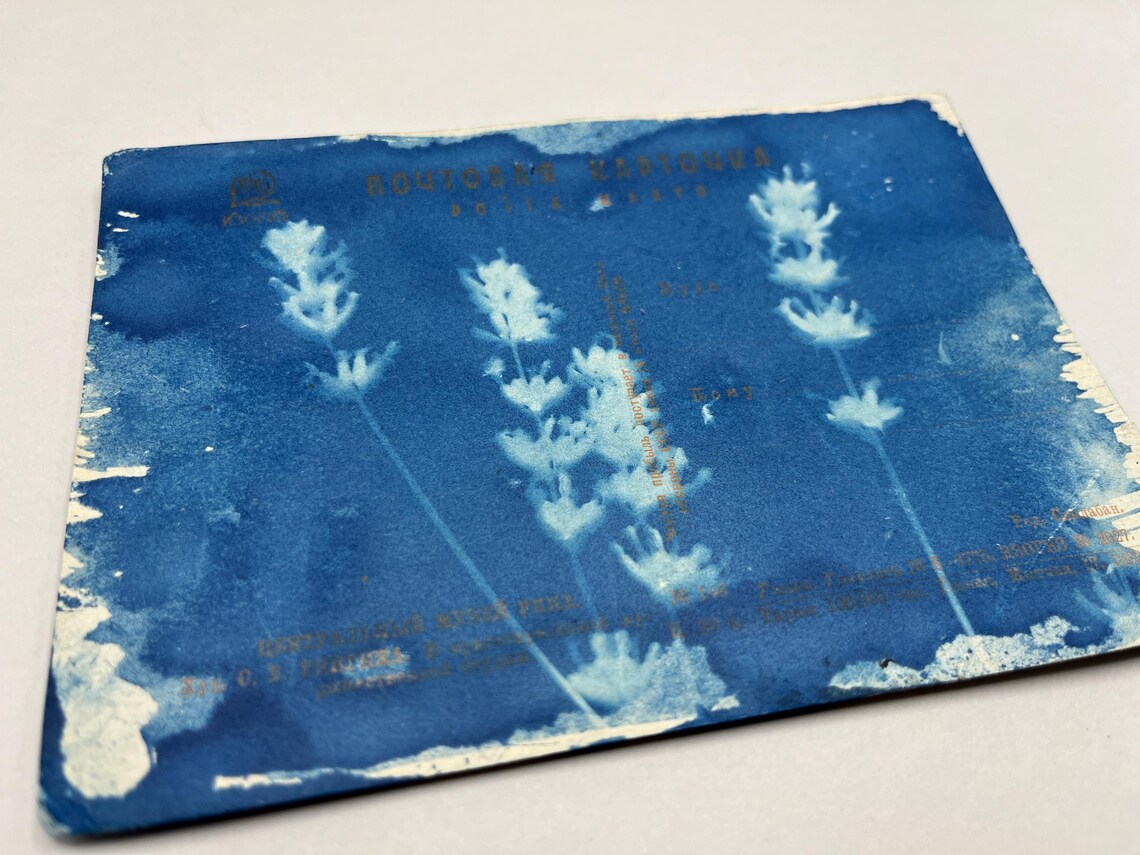 Lavender Wildflower Cyanotype Postcard | Vintage Inspired Botanical ...