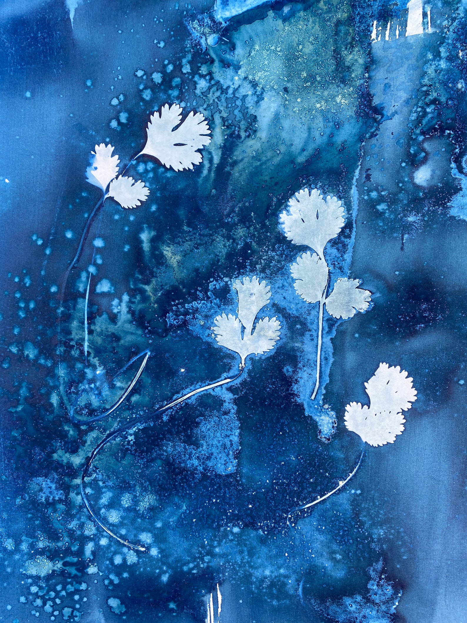 Cyanotype Photograph Cilantro Herb Plant Culinary Herb Blue Print on ...