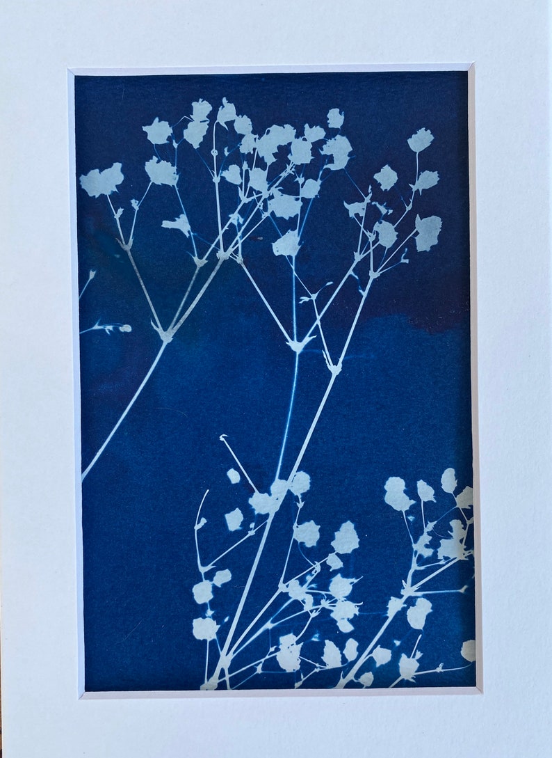 Cyanotype Photograph Dried Flowers Babies Breath Wedding - Etsy