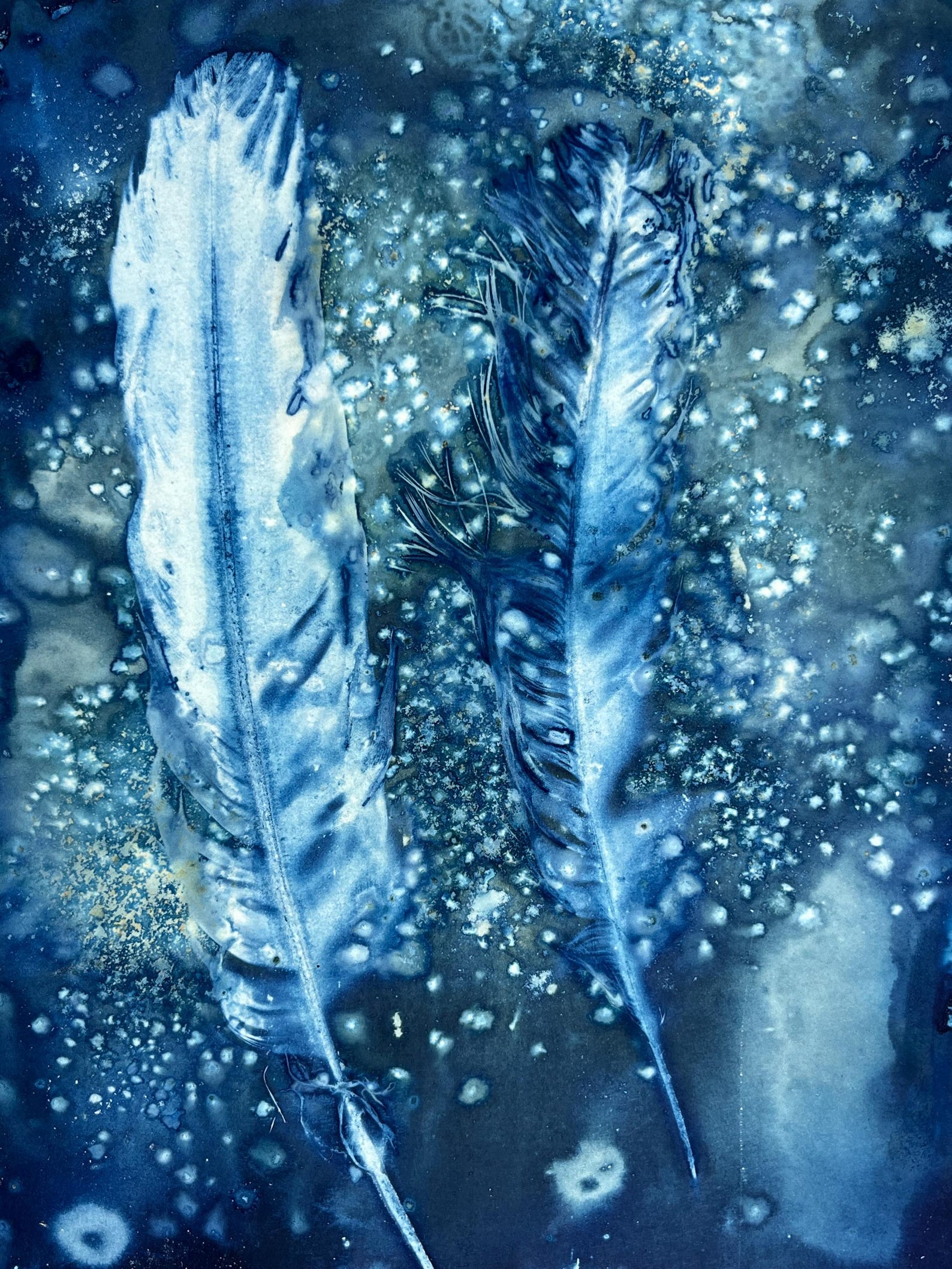 Feather Blue Cyanotype Celestial Blue Feathers | Cyanotype Bohemian Art ...