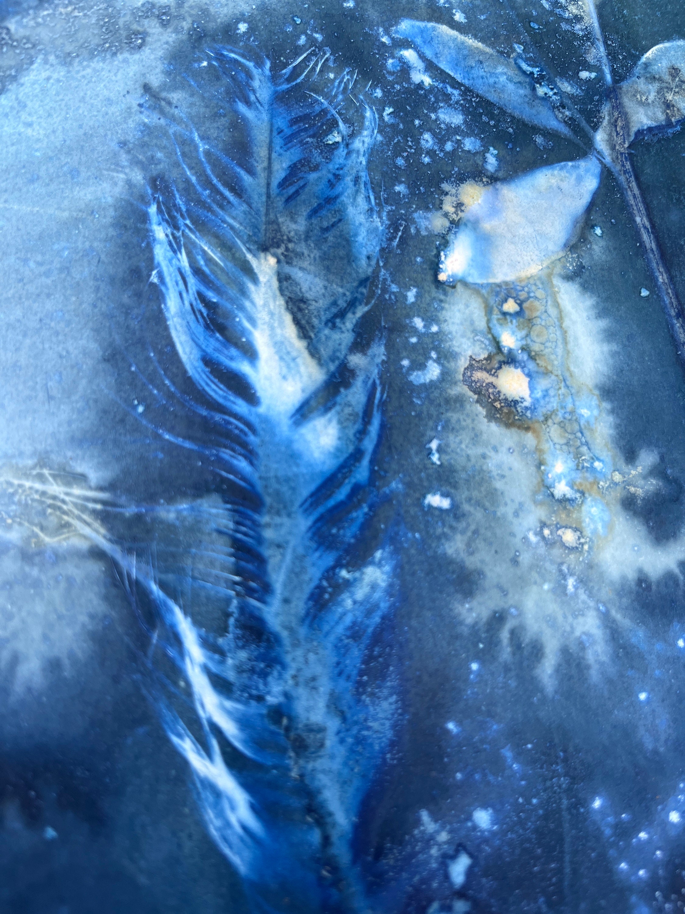 Cyanotype Feather Flower Blue Photograph Feathers Blue Green Art ...
