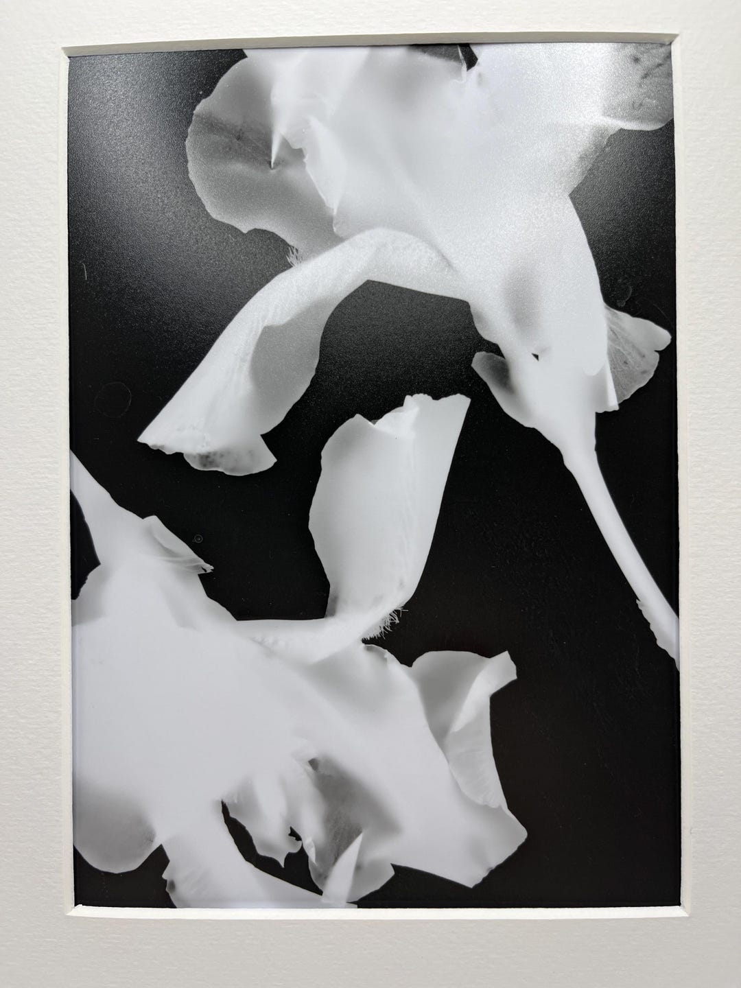 Iris Photogram Silhouette Garden Flowers | Original Photograph in White ...