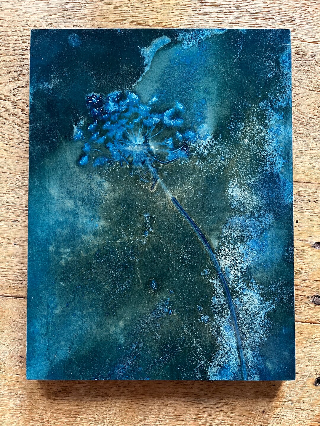 Queen Annes Cyanotype Botanical Original Print | Photograph Blue Plant ...