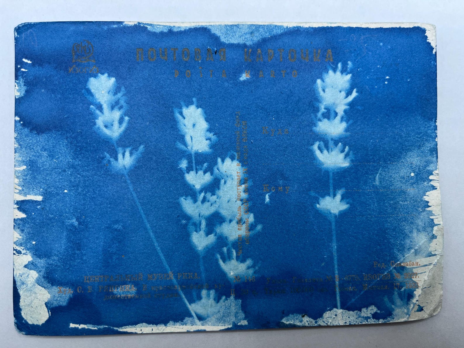 Lavender Wildflower Cyanotype Postcard | Vintage Inspired Botanical ...