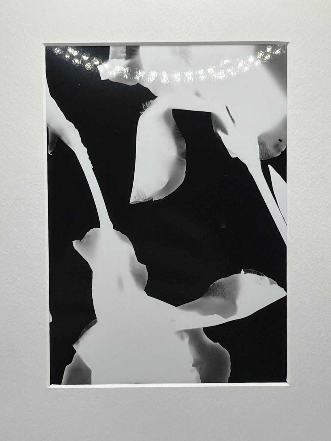 Garden Flower Modern Iris Photogram Silhouette Flowers | Original ...