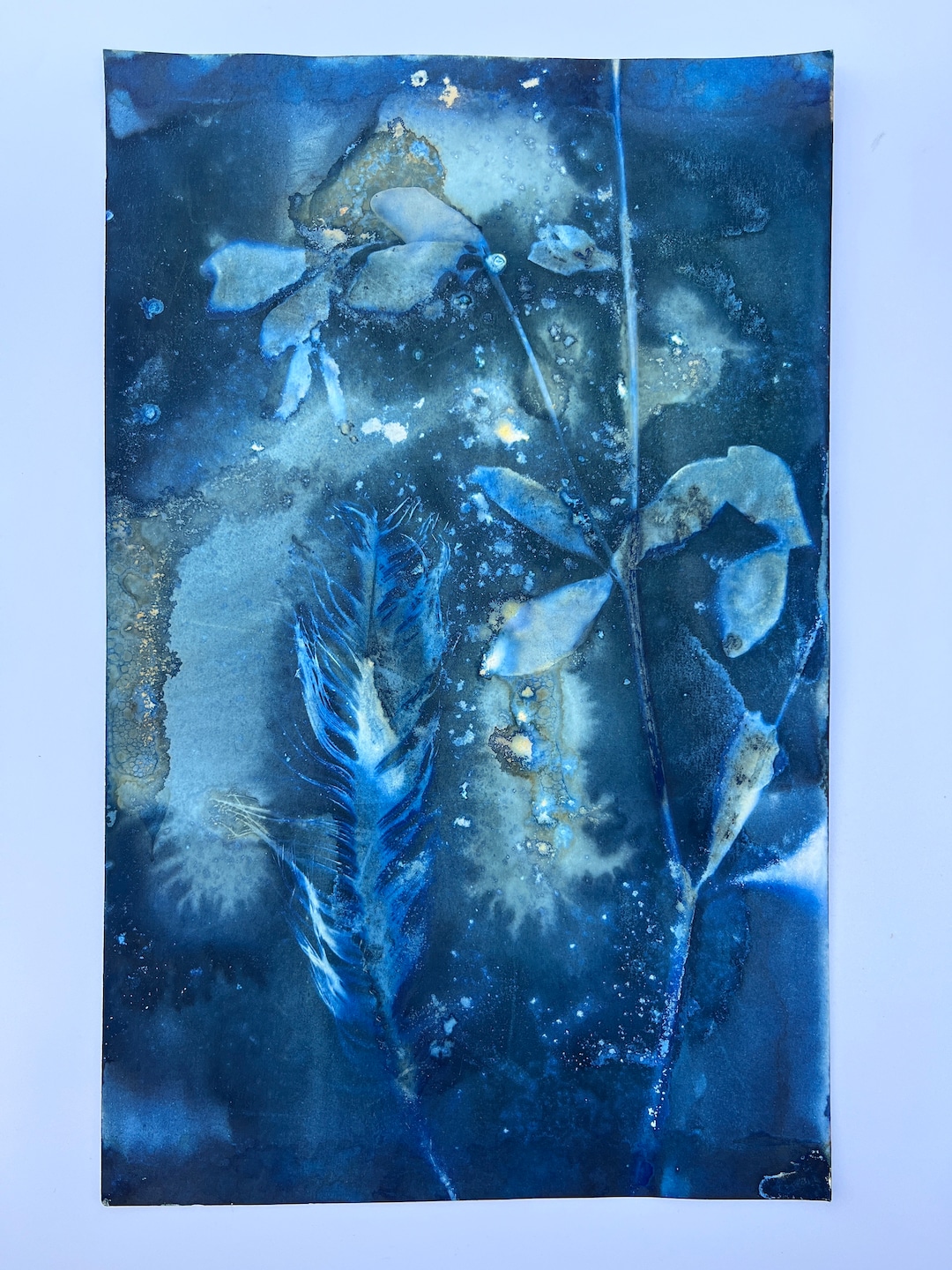 Cyanotype Feather Flower Blue Photograph | Feathers Blue Green Art ...