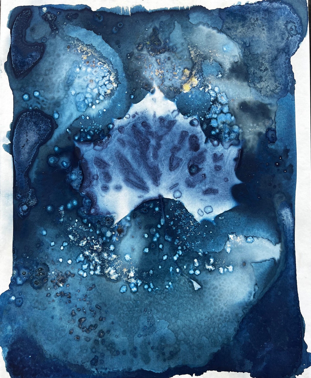 Feuille d'érable d'automne cyanotype | Cyanotypes humides bleu ...