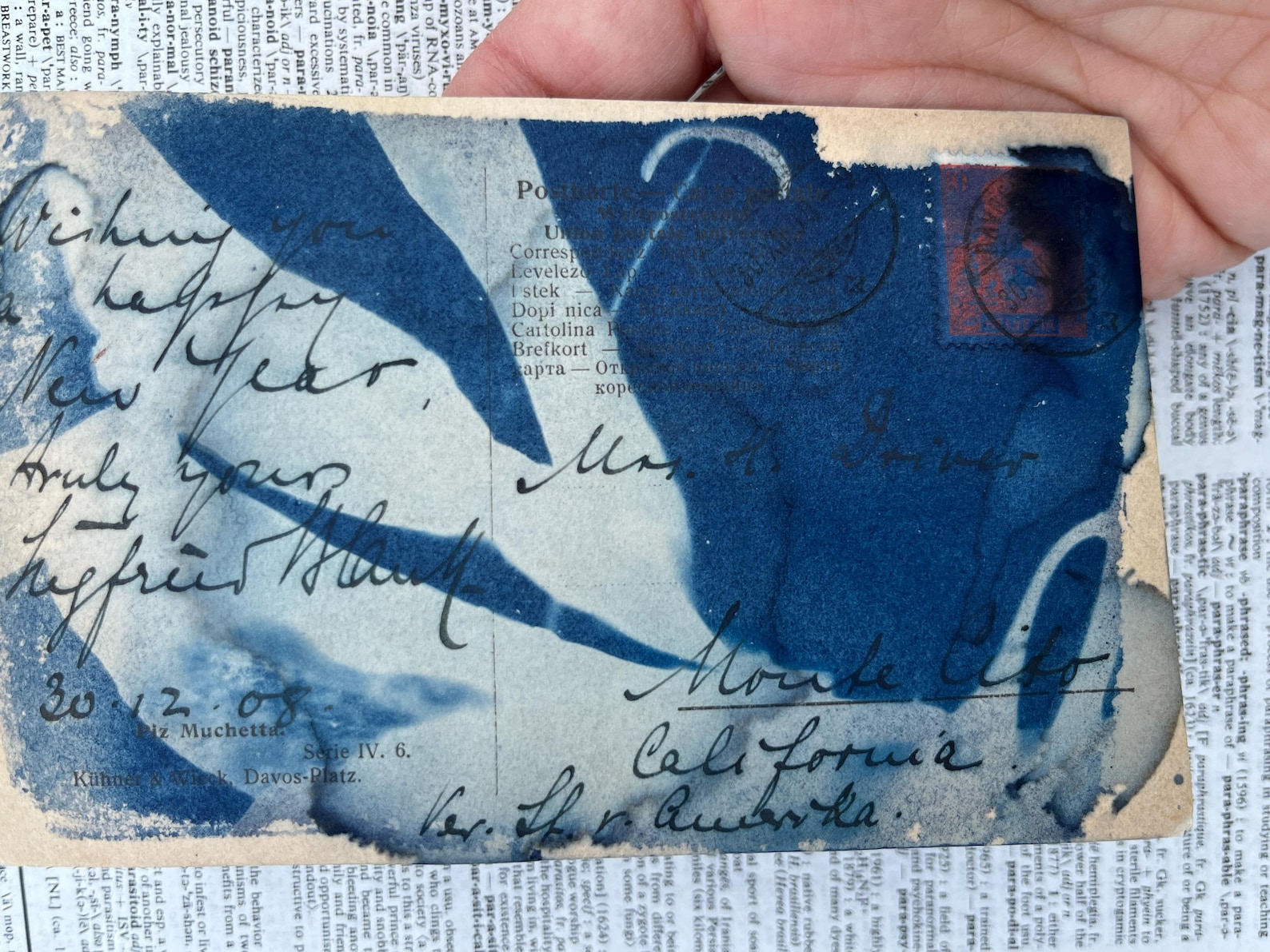 Botanical Small Art Cyanotypes Blue Postcard | Cyanotype Print | Plant ...