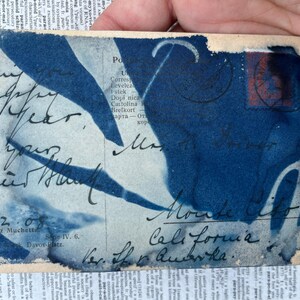 Botanical Small Art Cyanotypes Blue Postcard | Cyanotype Print | Plant ...