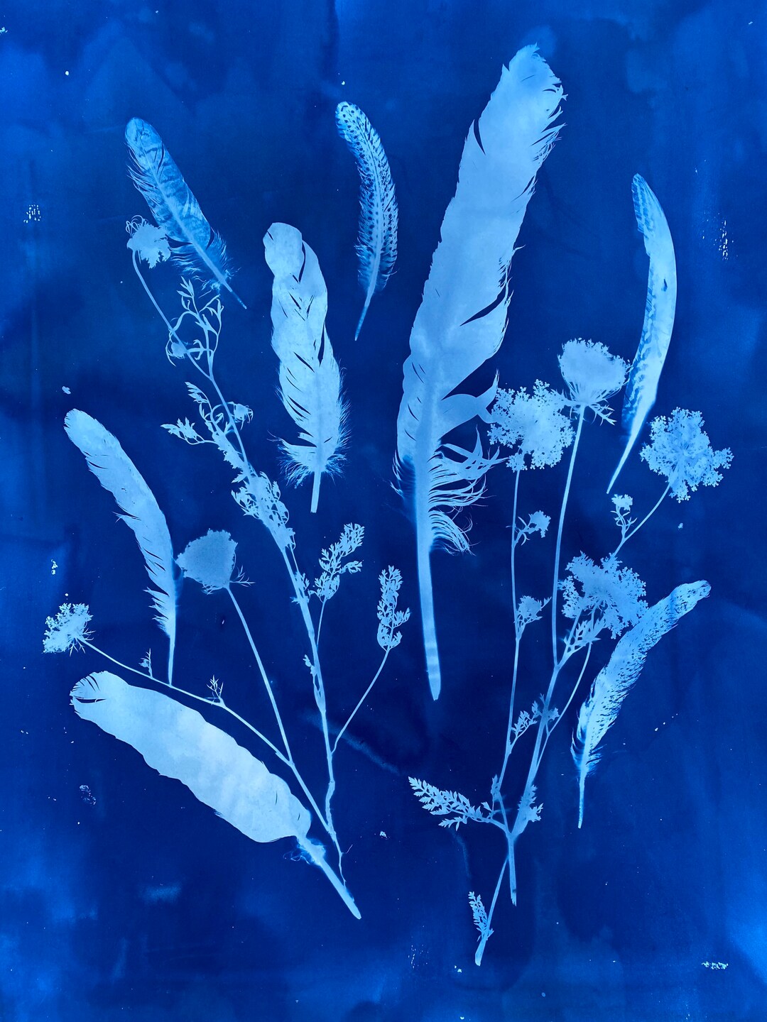 Bird Feather Cyanotype Artwork - Captivating Wall Art for Science ...