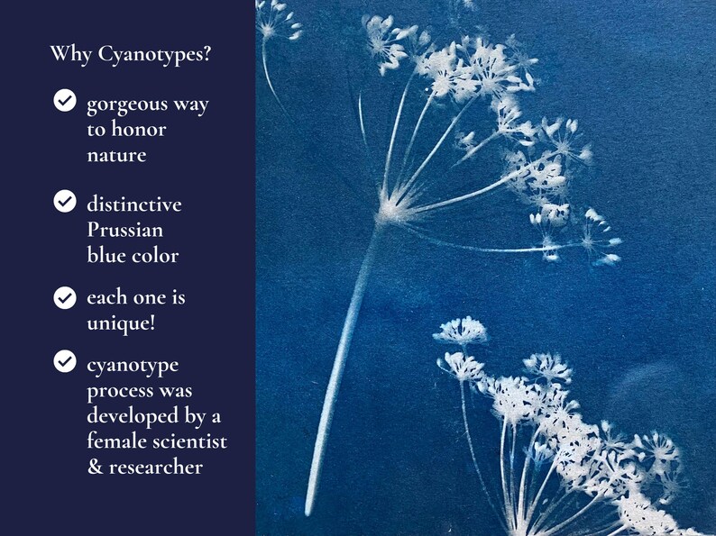 Fern Cyanotype Print | Indigo Blue Photograph, Original Wall Art (6x9 ...