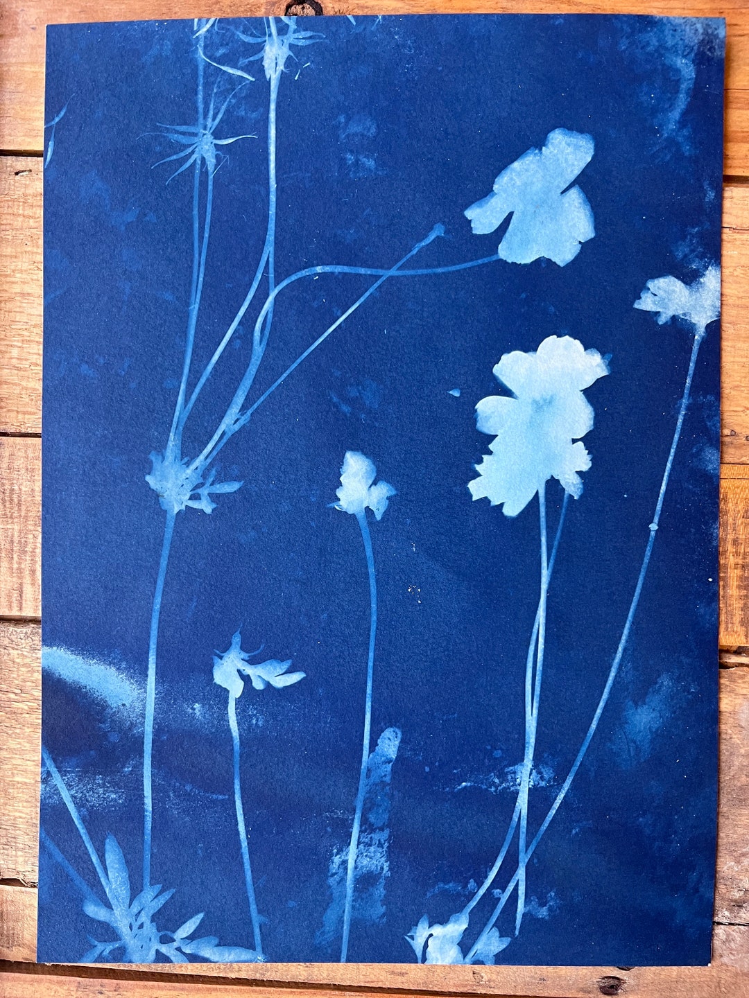 Cyanotype Cosmos Blue Boho Flower | Whispy Garden Flower | Blue ...