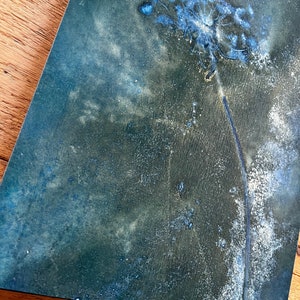 Queen Annes Cyanotype Botanical Original Print | Photograph Blue Plant ...