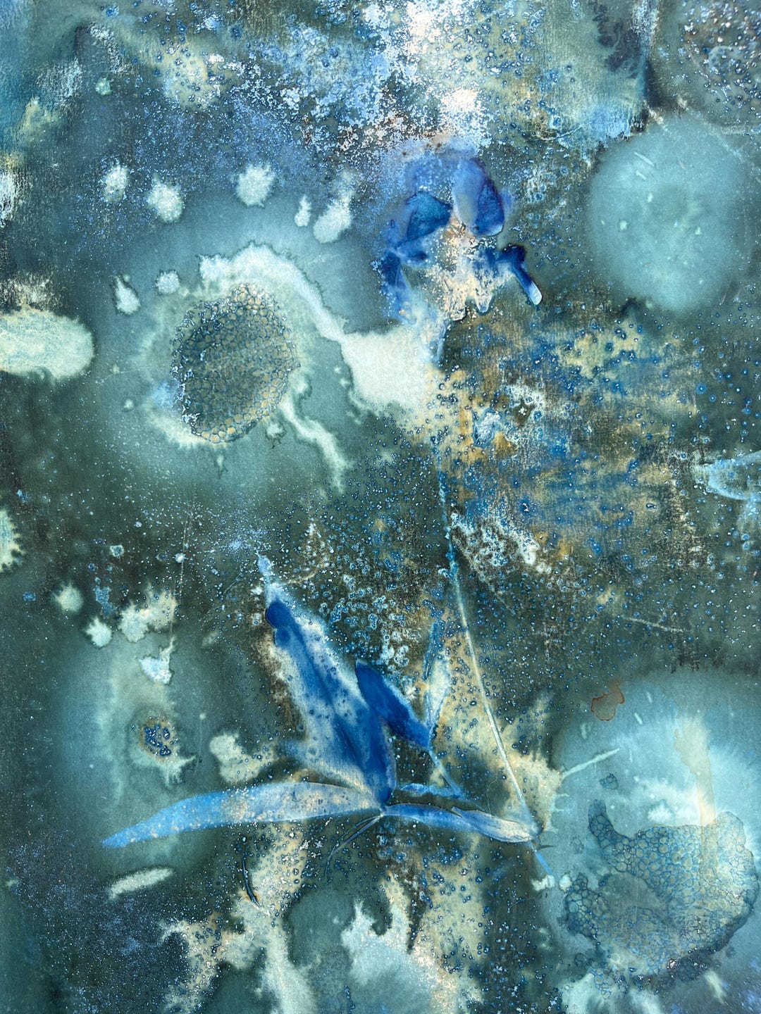 Original Cyanotype Wildflower Print | Blue Green Floral Nature Art (9 ...
