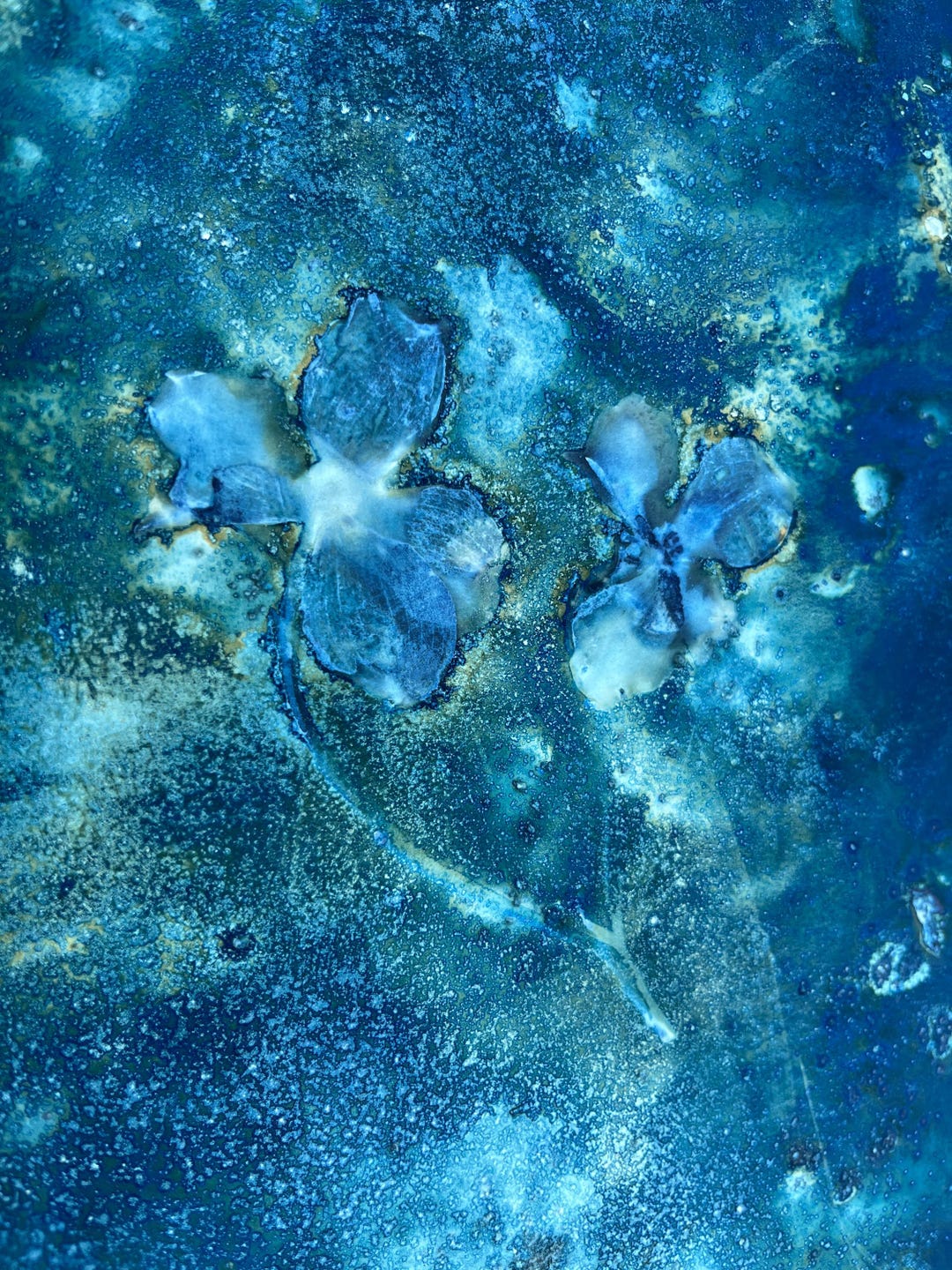 Dogwood Tree Cyanotype Flower Art | Blue Water Floral Print on Archival ...