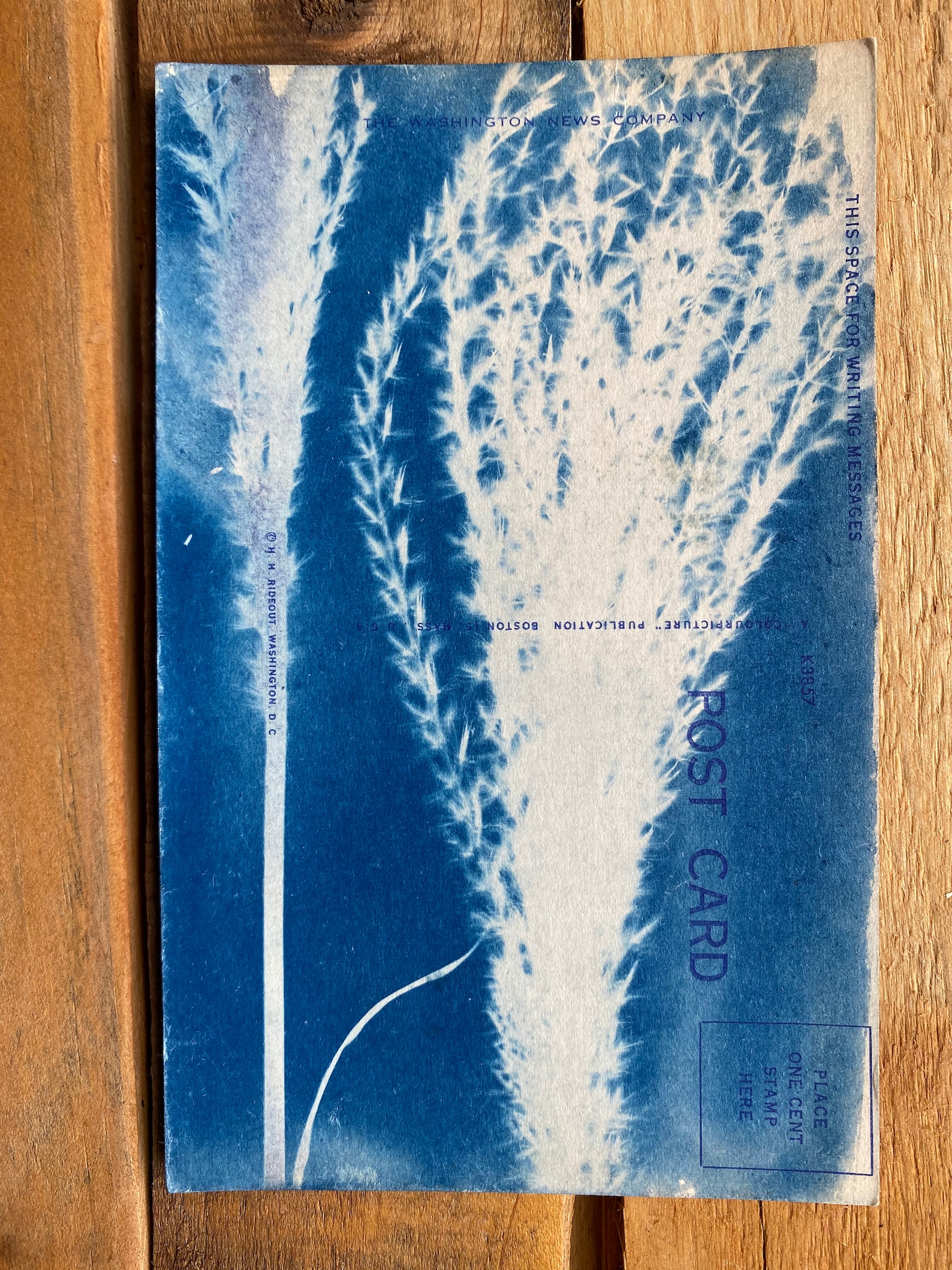 Cyanotype Blue Postcard – Dried Prairie Grass Print, Antique OOAK - Etsy